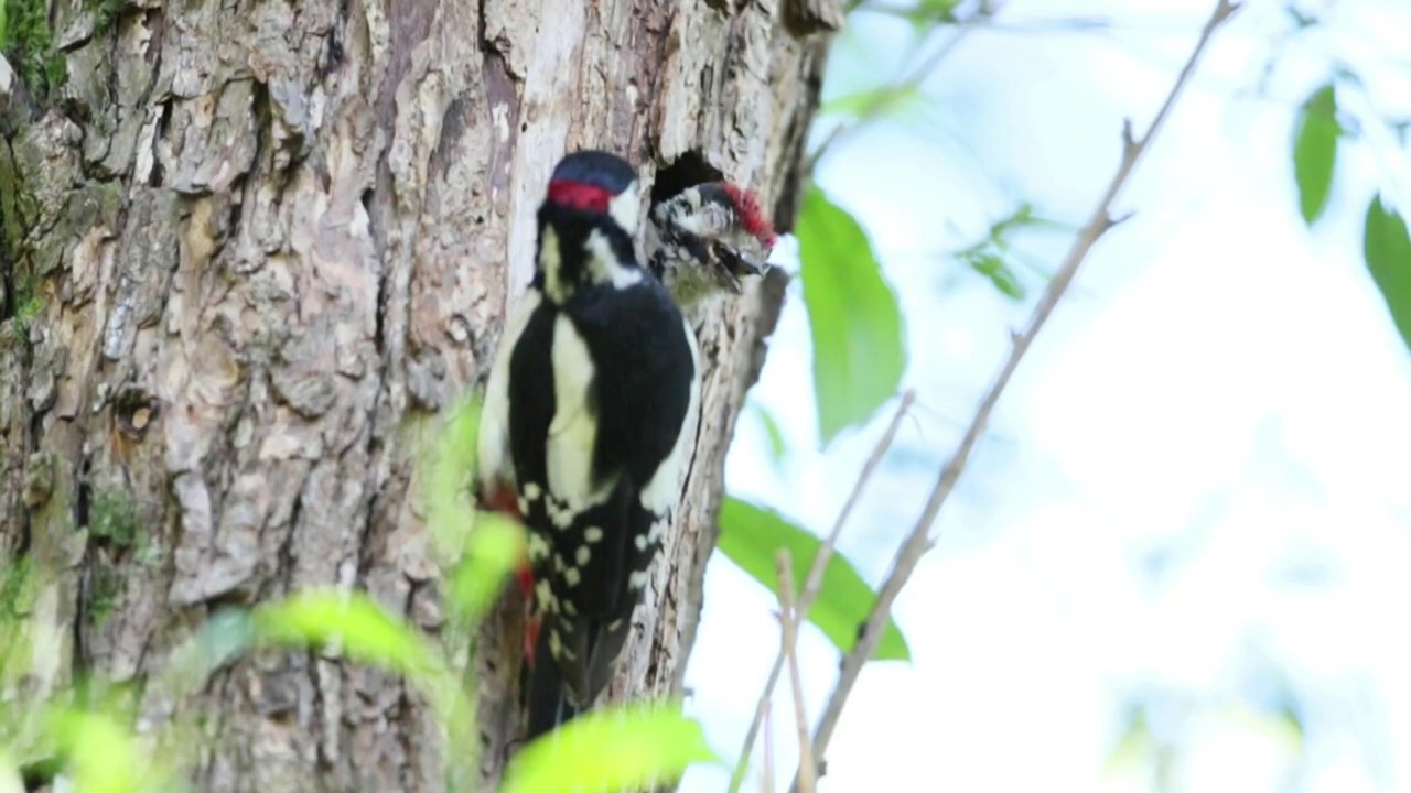 Woodpecker feeding baby - YouTube