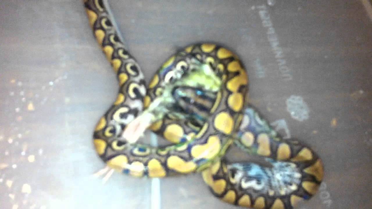 New Rainbow eats quail chiken/ Радужный удав ест цыплёнка перепела ...