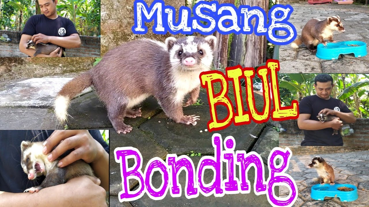 MUSANG BIUL JINAK BONDING NAMA - YouTube