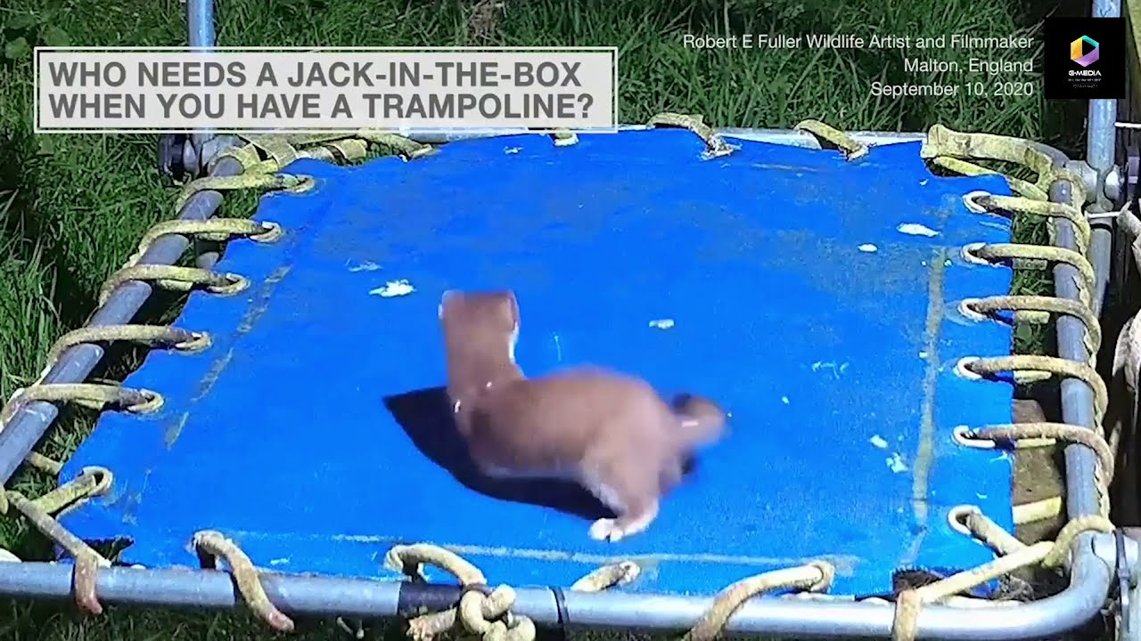 Weasel Kit Goes Wild Bouncing On Children's Trampoline - YouTube
