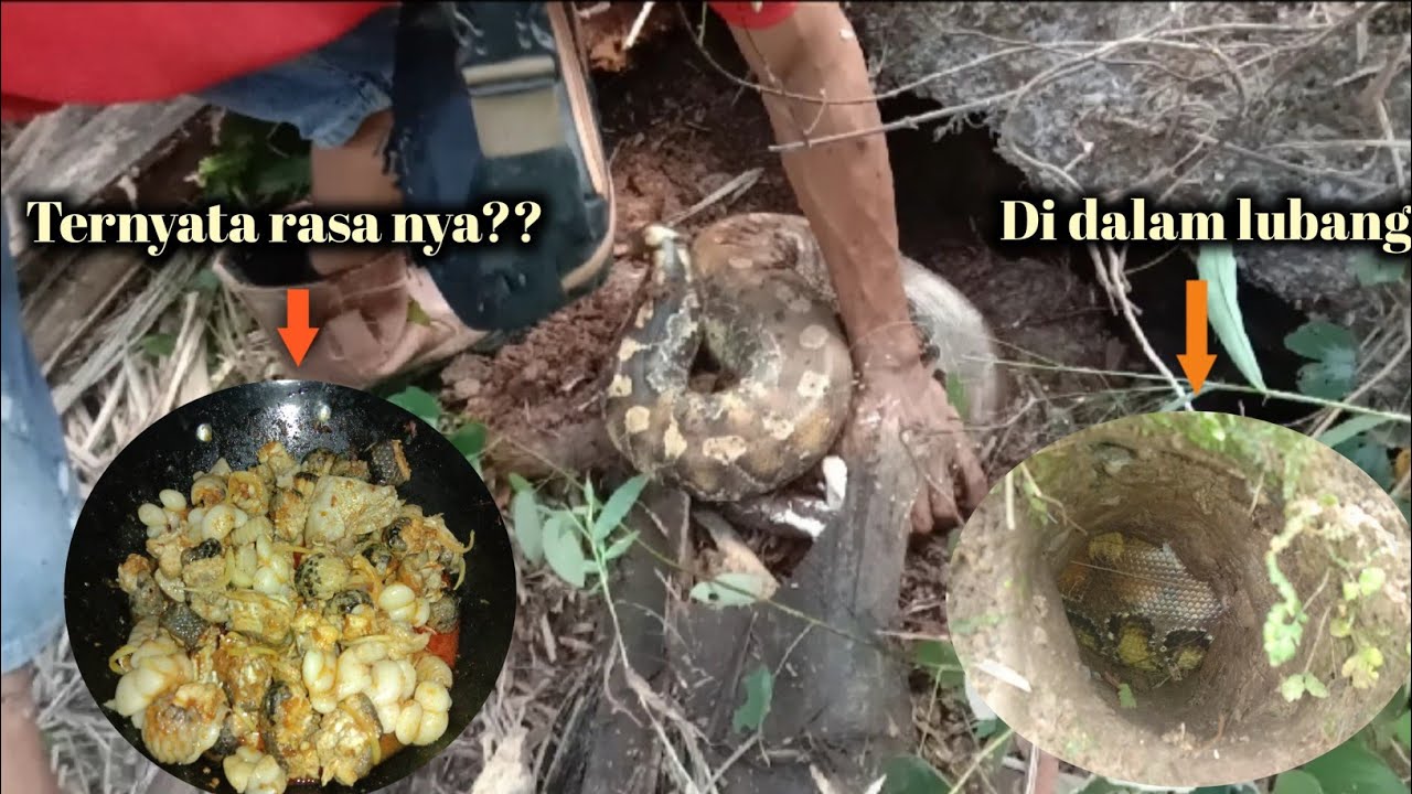 GALI LUBANG ULAR DIPONG / RIPONG || DAN LANGSUNG KITA MASAK, TERNYATA ...