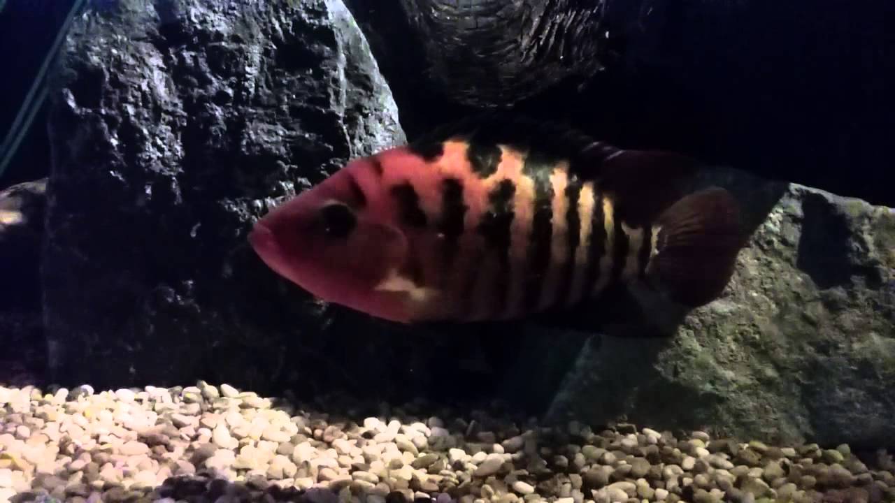 Female red terror and her 12 inch partner - YouTube