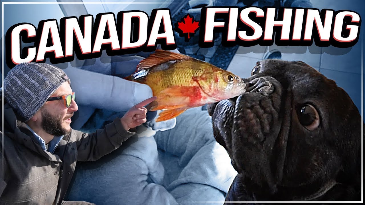 DEAR FISH MOVES IN PAN!!! | Viva Frei Catch & Cook - YouTube