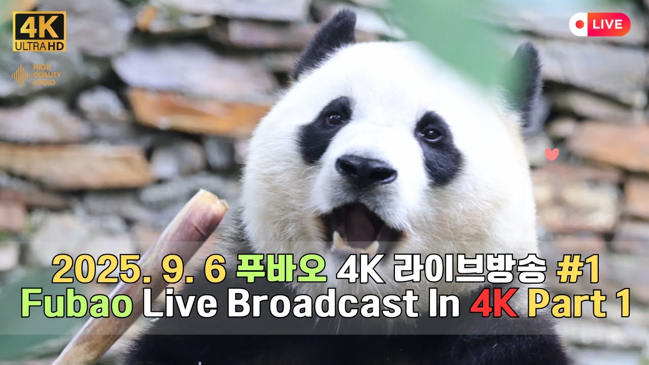 9월 6일의 푸바오의 오전을 4K 고화질 고음질 방송으로 만나보세요.(4K Fubao Live Broadcasting ...