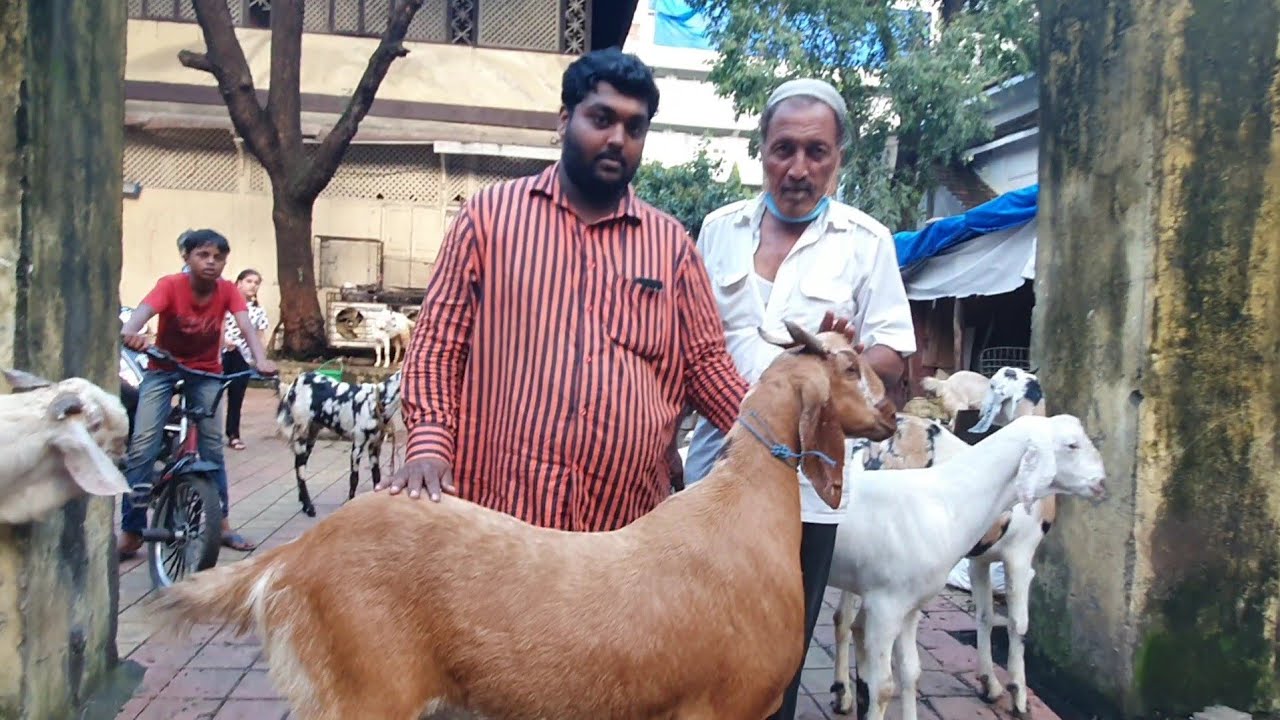 GK Goat Farm Ka Khassi Collection. - YouTube