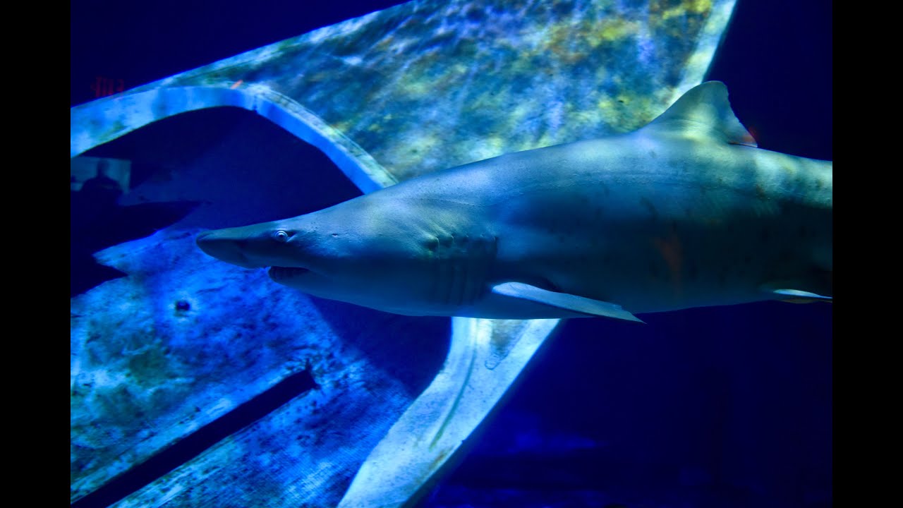 SHARKS! and other amazing and beautiful sea creatures at the Mystic ...