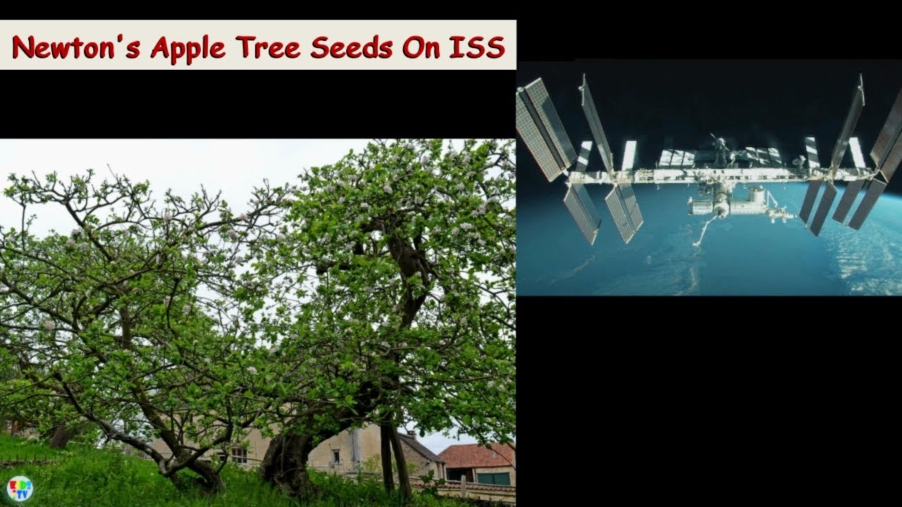 Newton's Apple Tree Seeds On ISS | The World's Most Famous Apple Tree ...