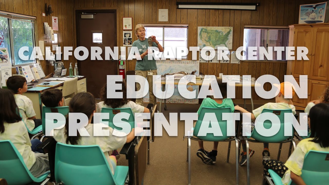 California Raptor Center: Education Presentation - YouTube