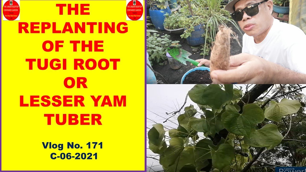 The Replanting of Tugi Root or Lesser Yam Tuber Plant - Planted in ...