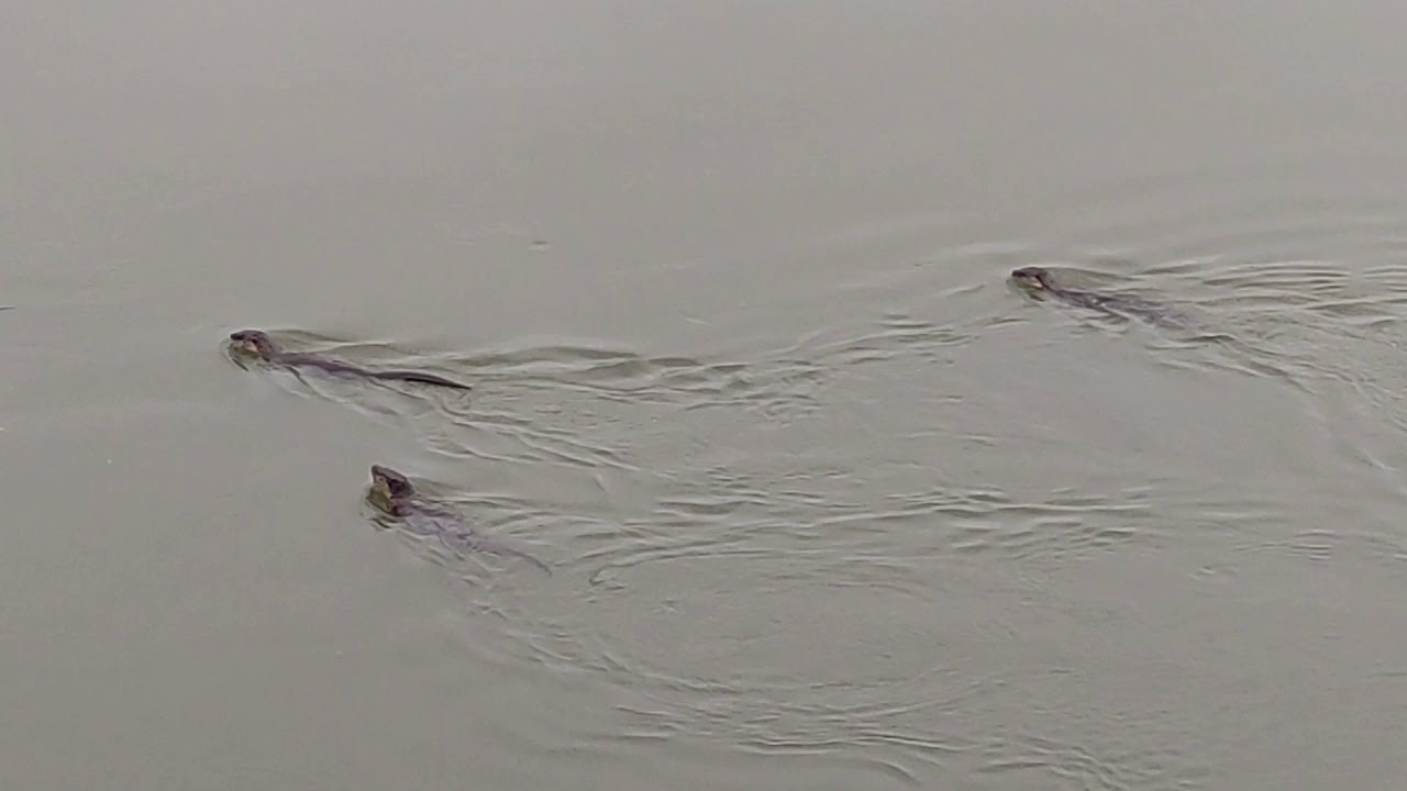 Our River Otter Water Weasel Friends - YouTube