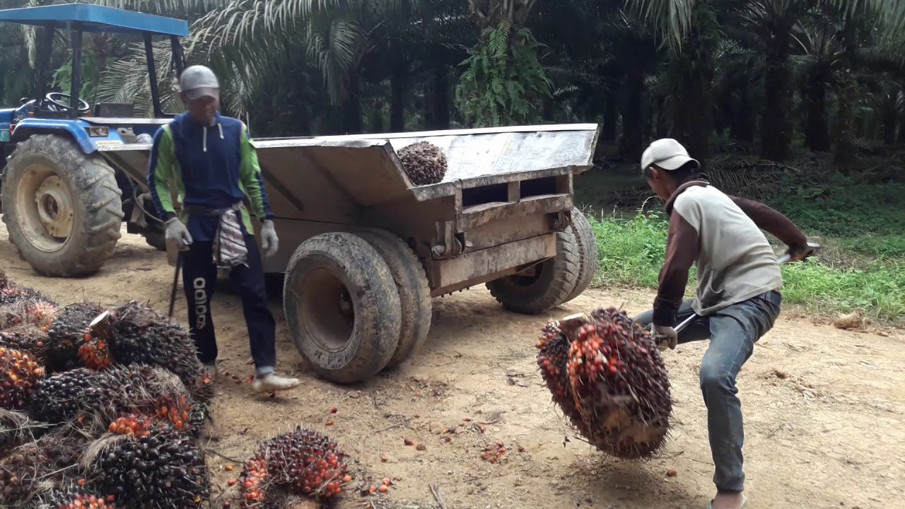 Loading buah sawit - YouTube