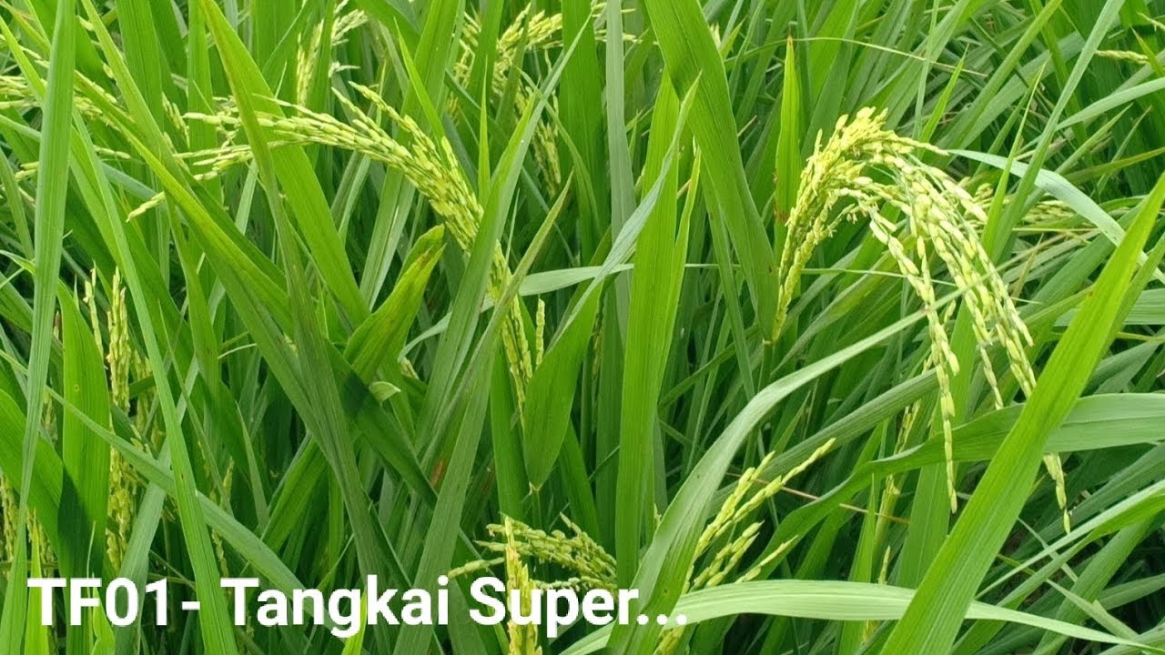 Jenis Padi TF01 Tangkai Super ! Tutorial Atasi #Blas #BulirPadi - YouTube