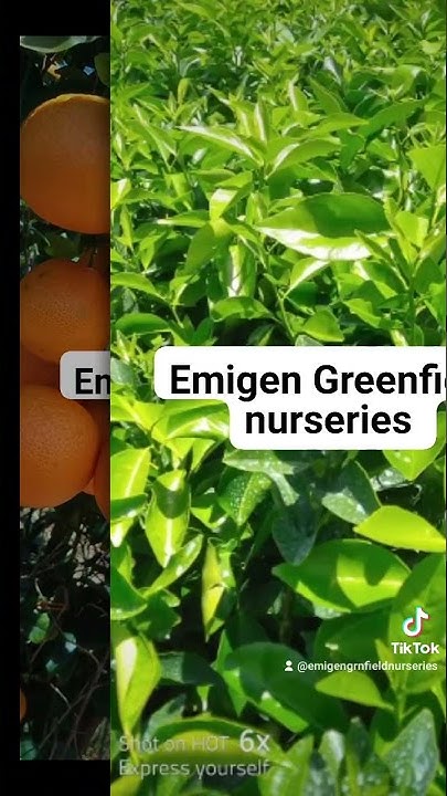 pixie oranges seedlings..call us 0711578133 - YouTube