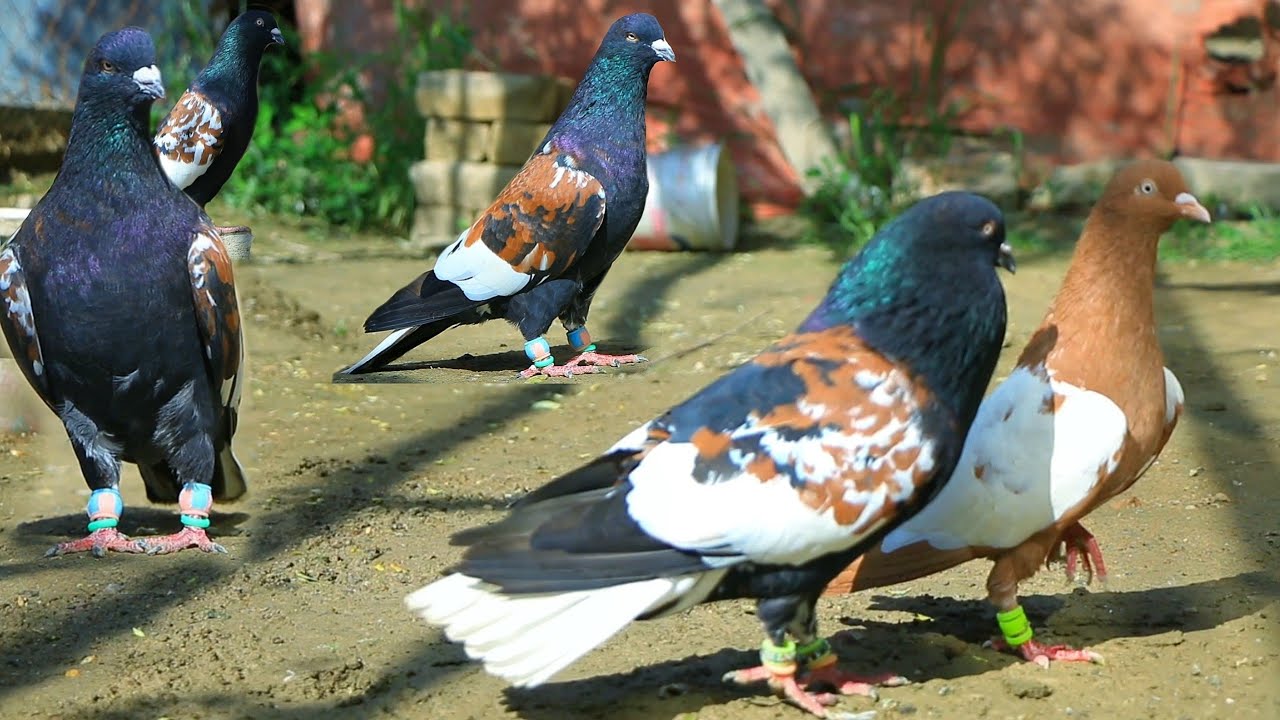 champion pigeon-کفتر های قهرمان | beautiful fancy pigeons collection ...