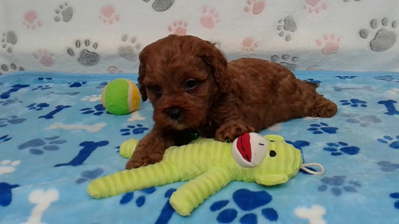 Jingles the cavapoo - YouTube