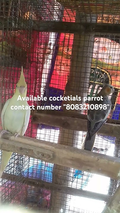 Available Cocketials Parrot Contact Number 8083210898 Birds Trending Youtube