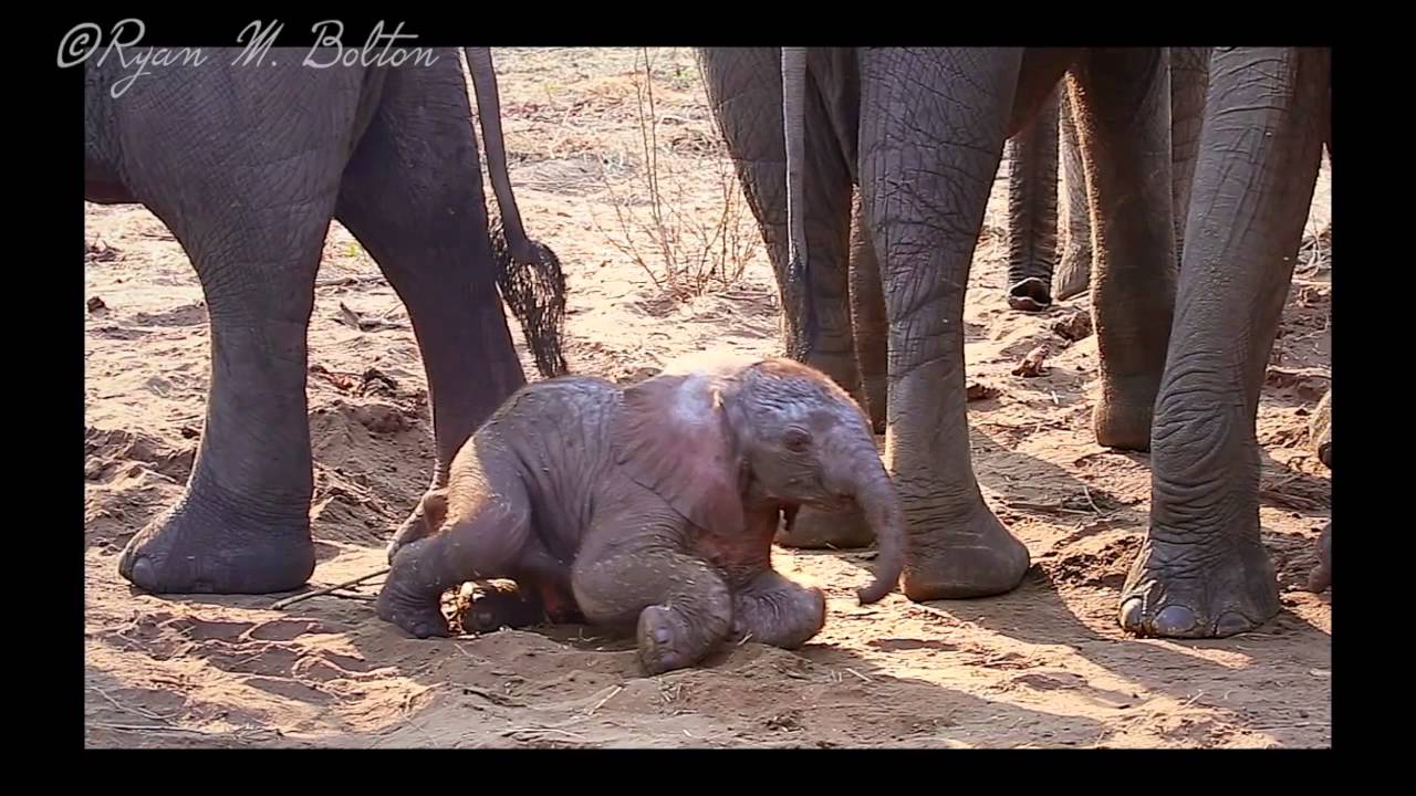 Baby African Elephant