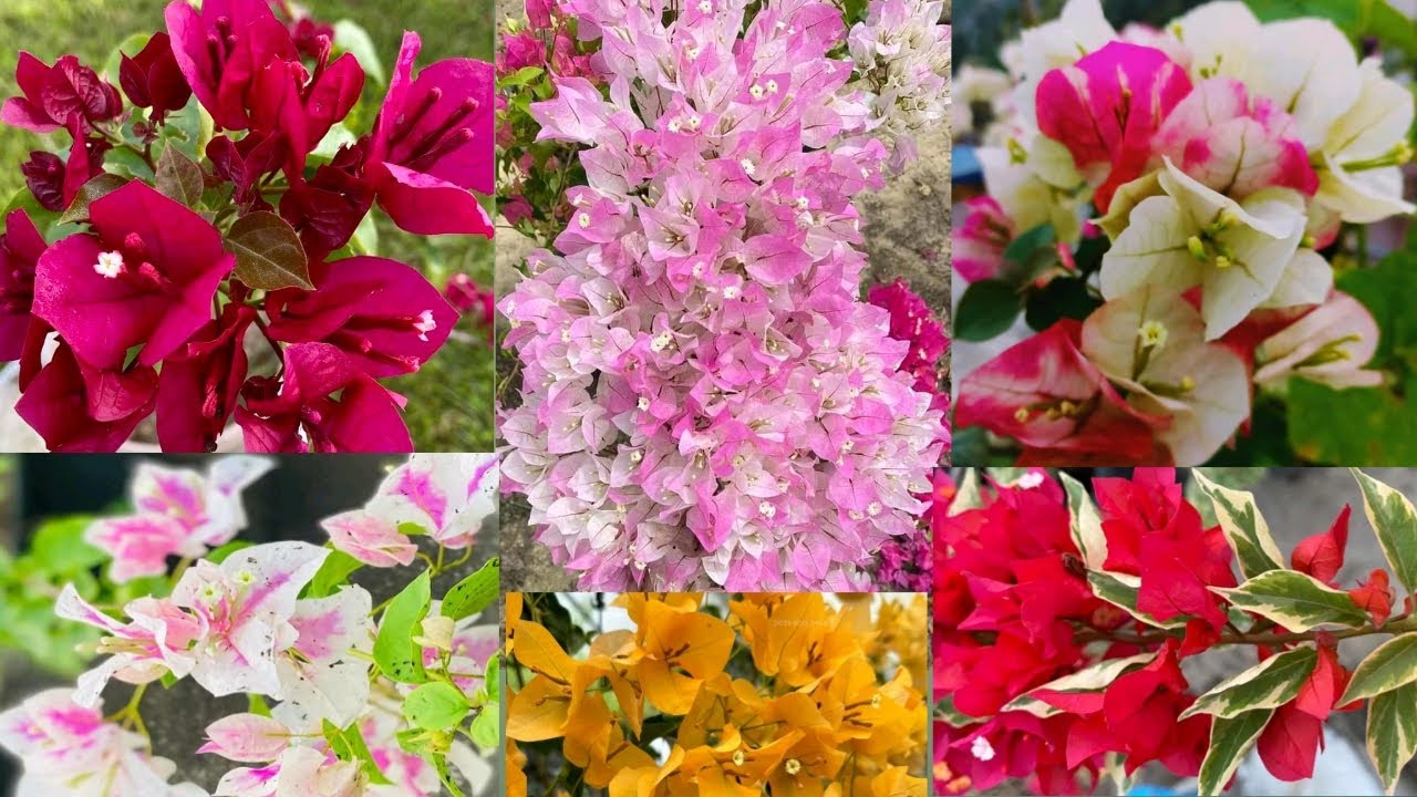 Top 10 Bougainvillea Varieties With Names Or IDs / Bougainvillea Plant ...