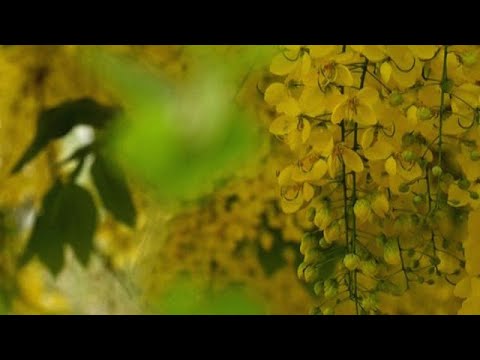 Amaltas kay phool Islamabad me khil gae | SAMAA TV - YouTube
