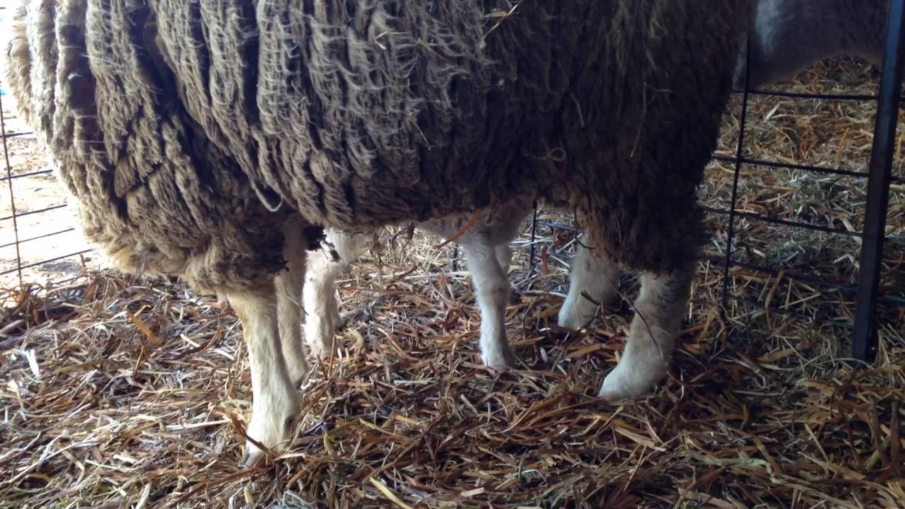 Sheep Behavior ANFS350 #4 - YouTube