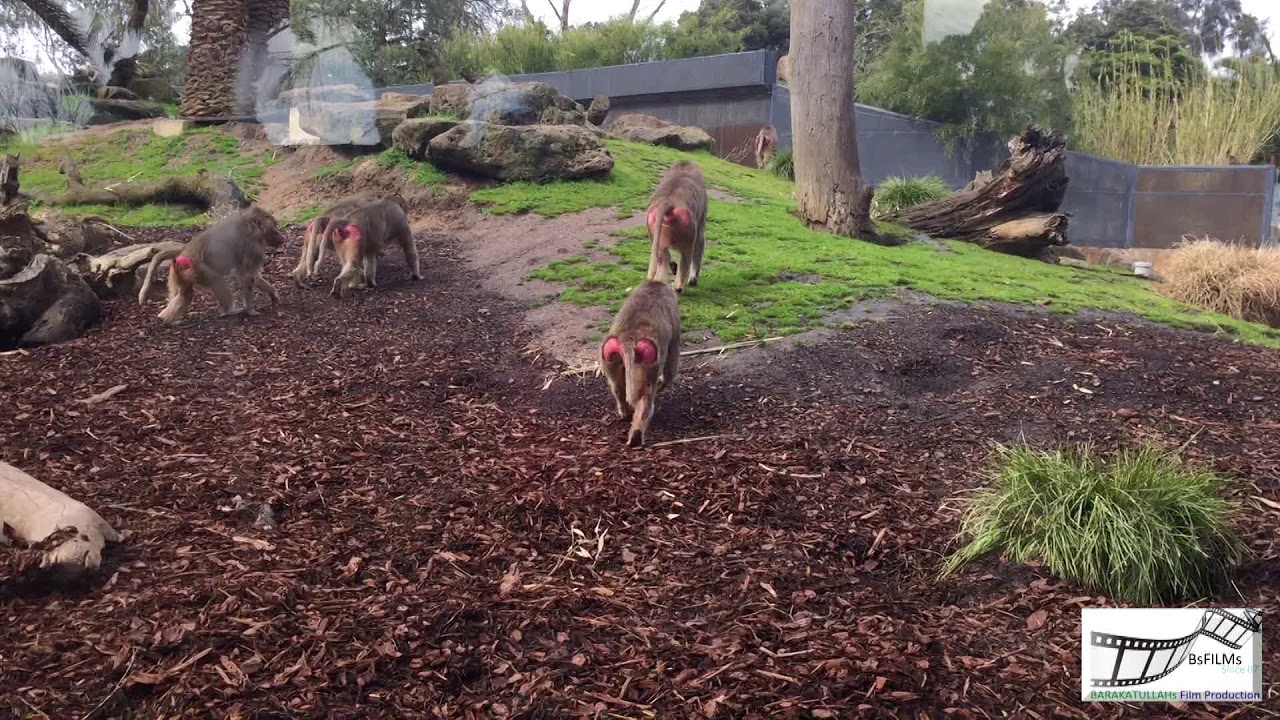 Monkeys in melbourne zoo - YouTube