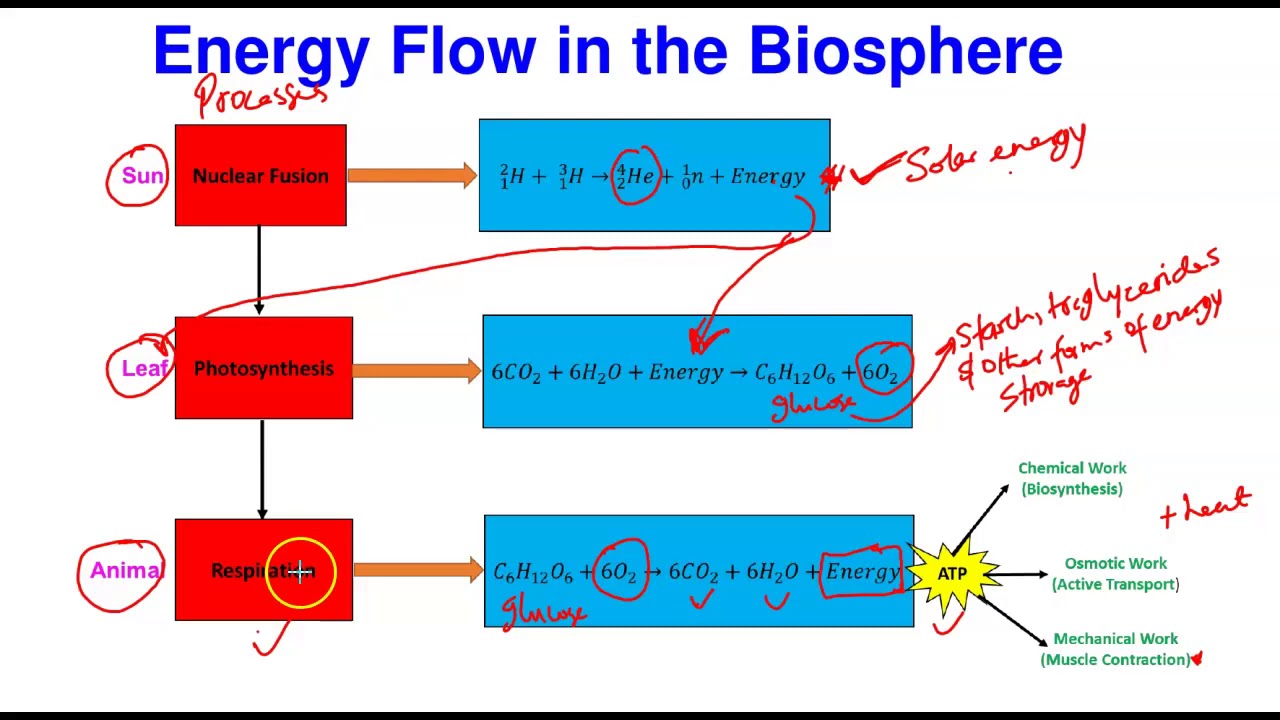 Energy in the Biosphere-1 - YouTube