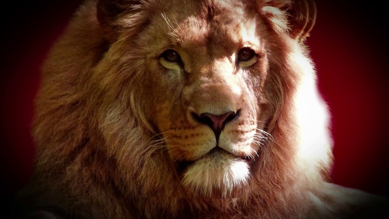 Lion FREE HD Stock Footage - YouTube