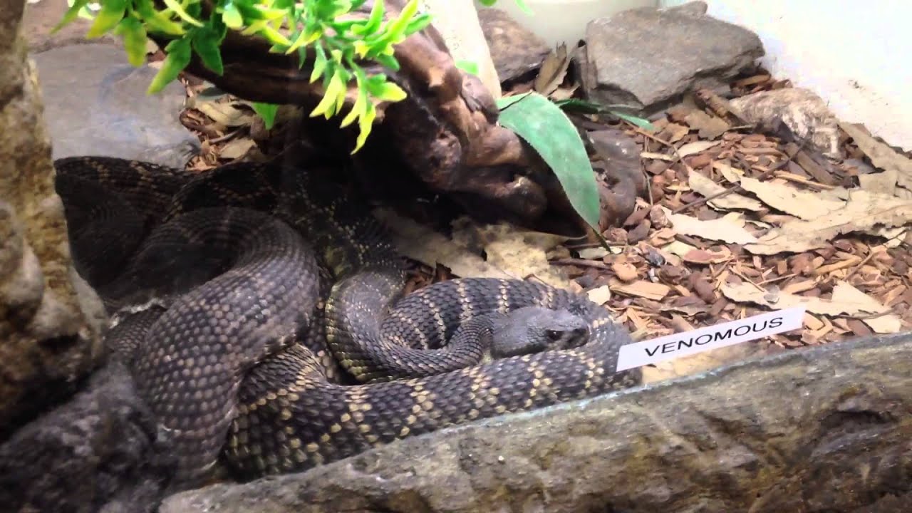 Tour Of Prehistoric Pets (part 2) - YouTube