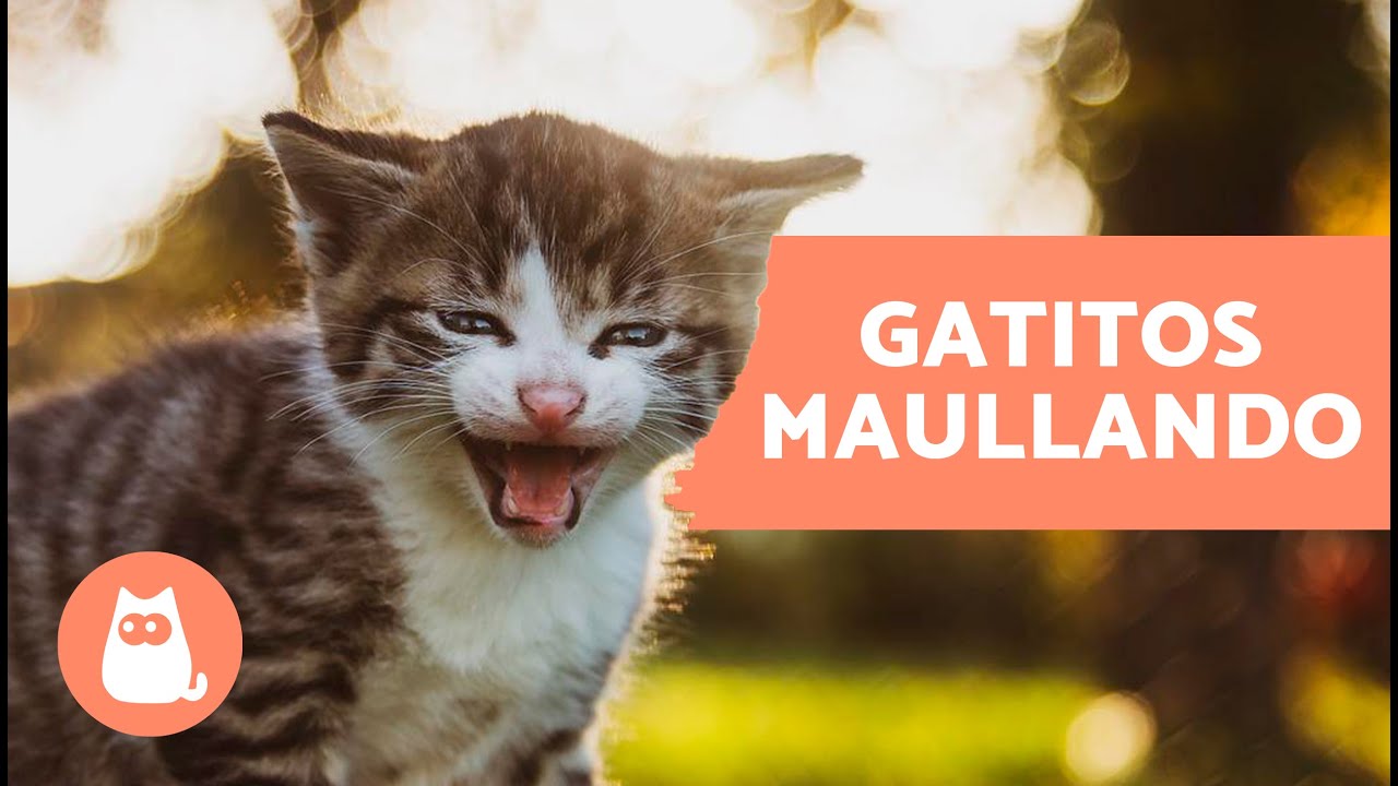 Los mejores MAULLIDOS de GATOS BEBÉS 🐱 ¡Gatitos Maullando Fuerte! - YouTube