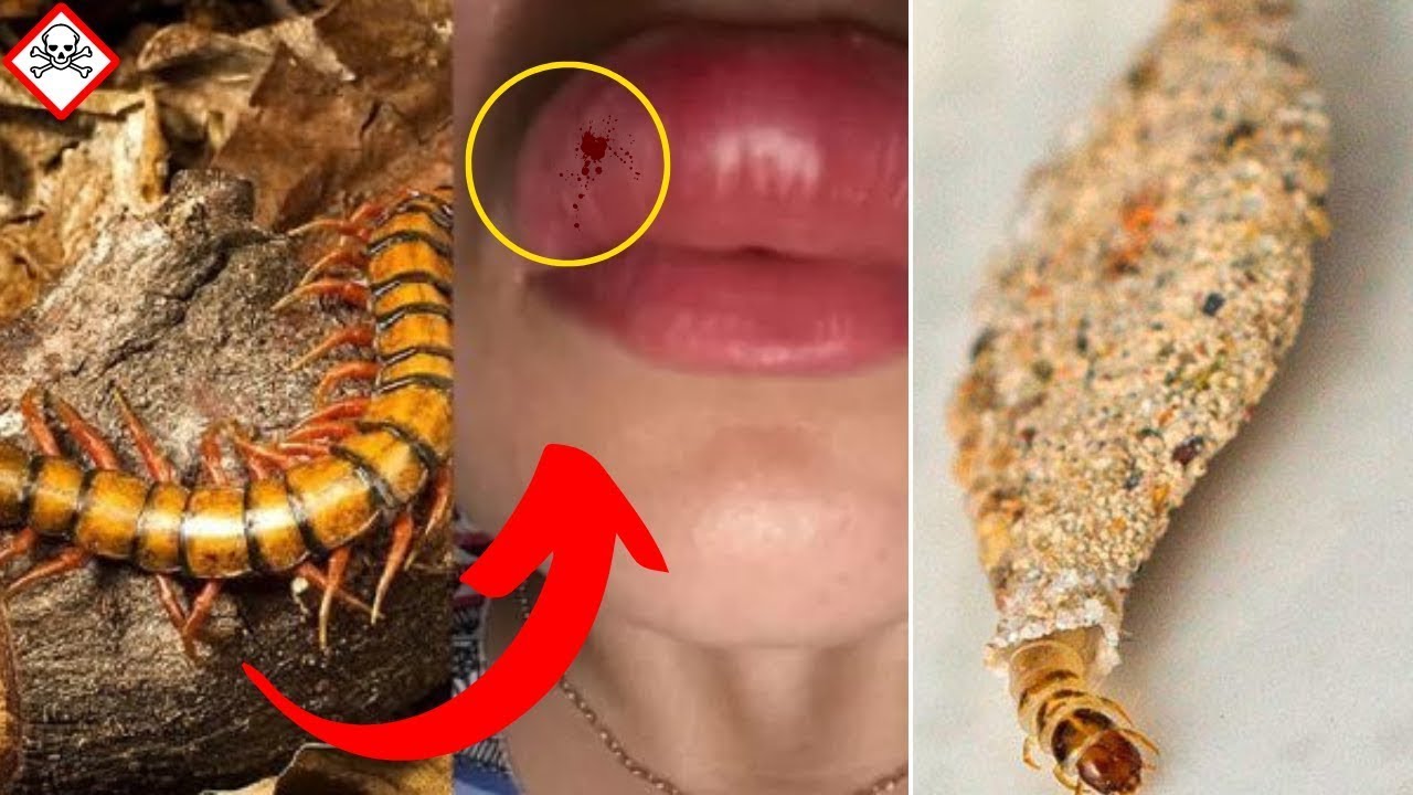 ¡15 insectos peligrosos en casa que no conocías! ¿Son PELIGROSOS o ...