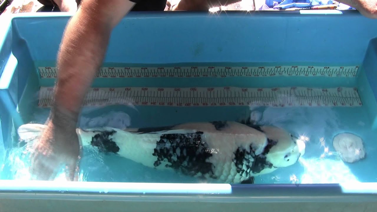 Injecting koi with antibiotics - YouTube