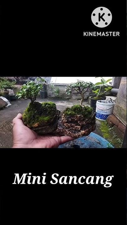 Bonsai Mini Sancang - YouTube
