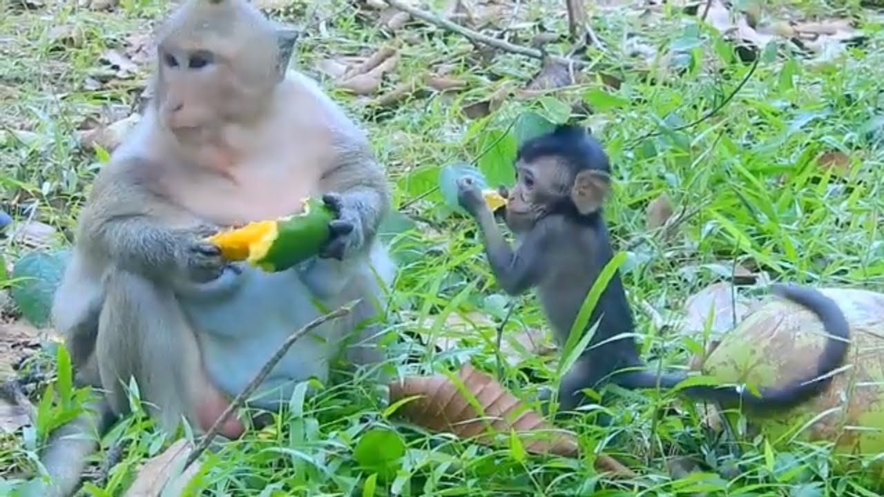 So nice baby Daniela enjoy her lunch with mum Dana, Update Monkey Dana ...