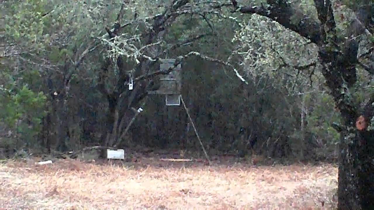 Hill Country Hog Hunting 4, Exploding Squirels!!! - YouTube