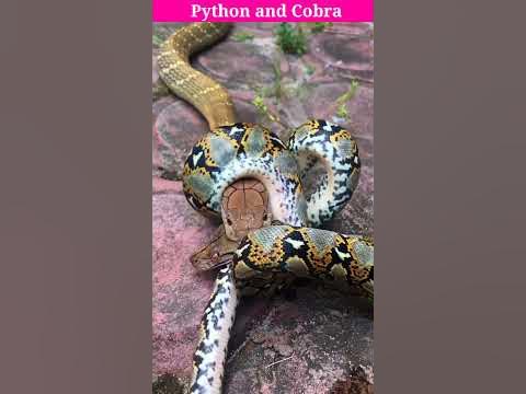 Cobra and python Fight #shorts #cobra #python #snake - YouTube