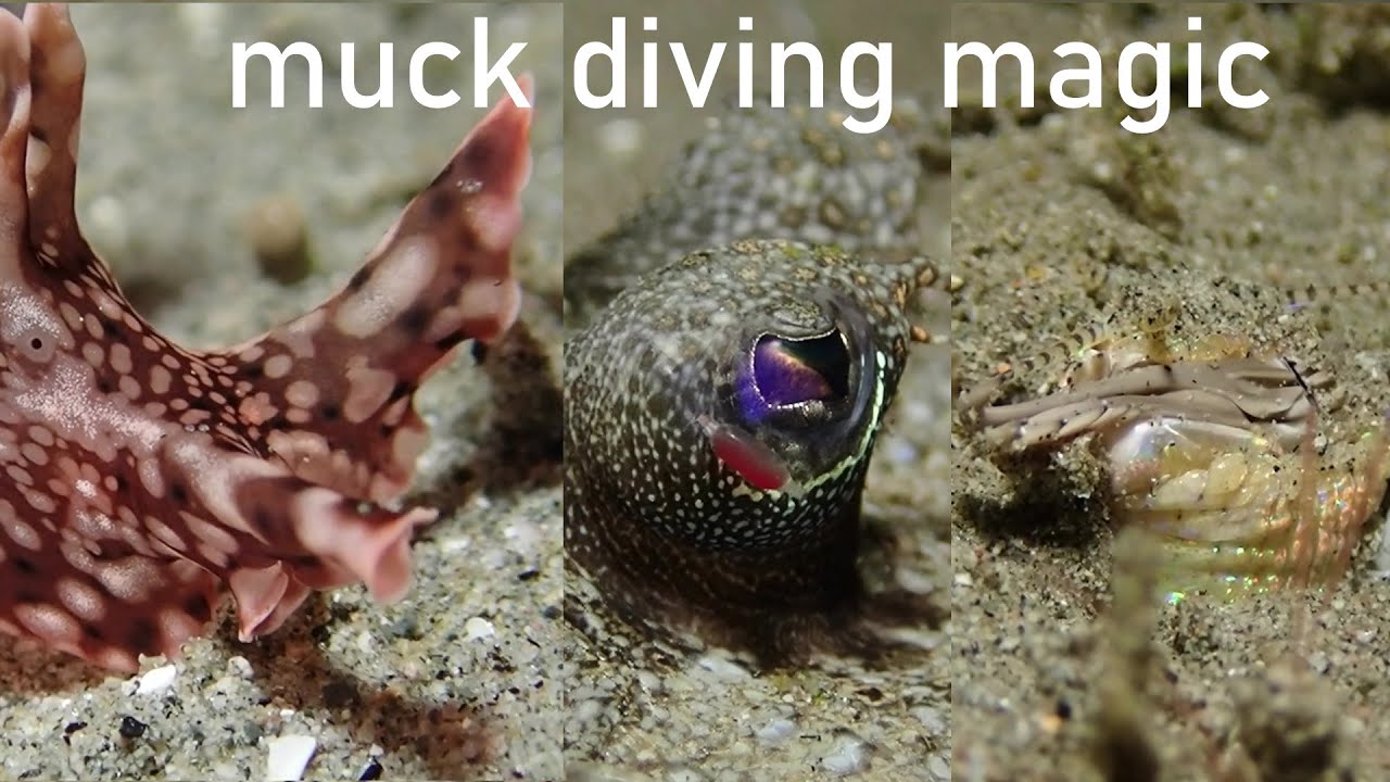 Muck Diving Magic: Sea Slugs, Sea Urchins, and the BOBBITT WORM - YouTube