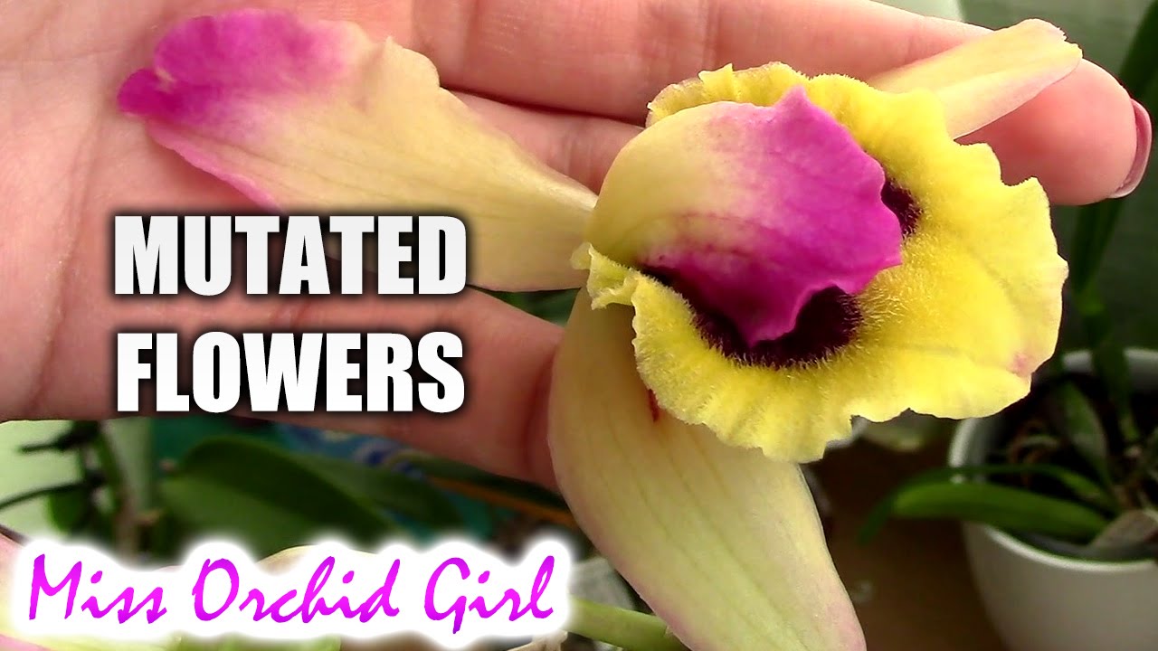 Orchids with mutated flowers vs. peloric Orchids - YouTube