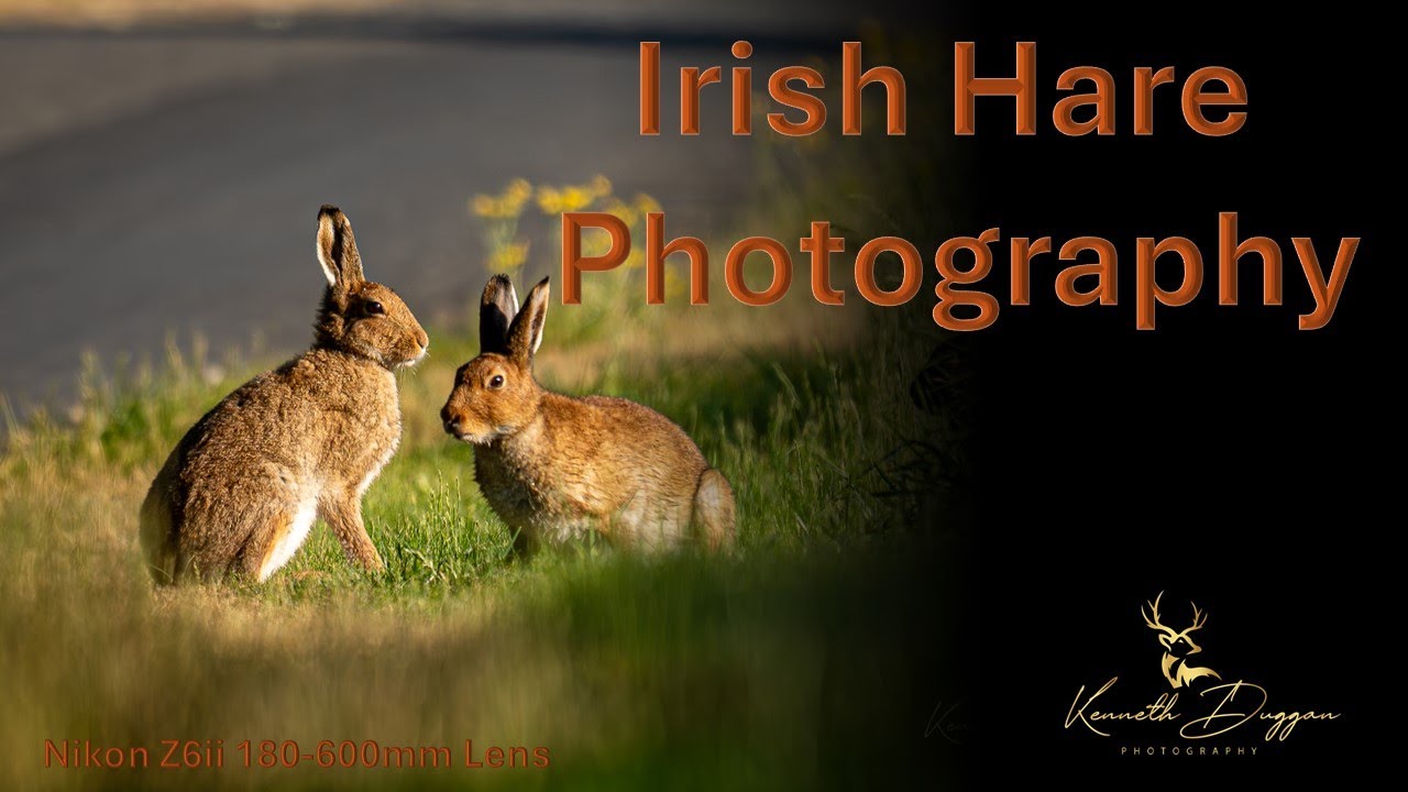 Irish Wildlife and Nature. Irish Hare Photography Nikon Z6ii 180-600mm ...