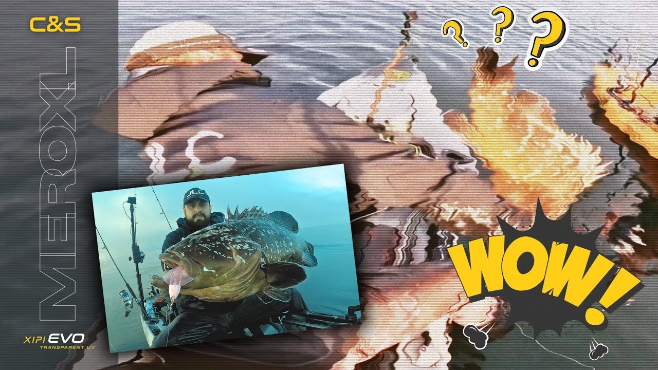 Captura y suelta gran mero 𝐗𝐢𝐩𝐢 𝐄𝐕𝐎 𝟏𝟔𝟎𝐠 𝐓𝐑𝐀𝐍𝐒𝐏𝐀𝐑𝐄𝐍𝐓 𝐔𝐕 - YouTube