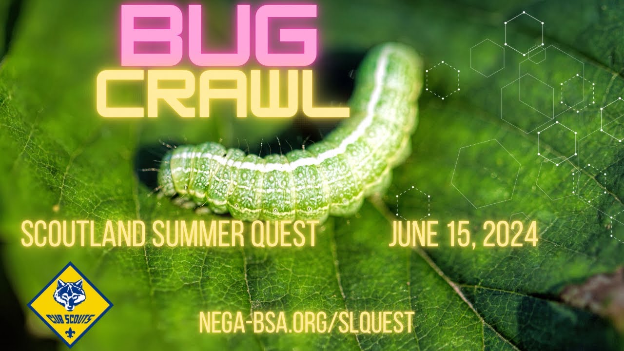 Scouts go on a BUG HUNT - YouTube