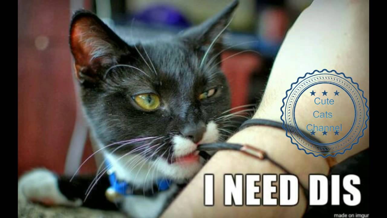 Best Funny Cats pictures - Cute Cats - Very Funny Cats Ever # 5 - YouTube