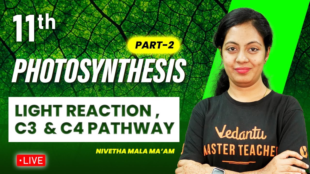 Photosynthesis L2 | Light Reaction , C3 & C4 Pathway | Class 11 Biology ...