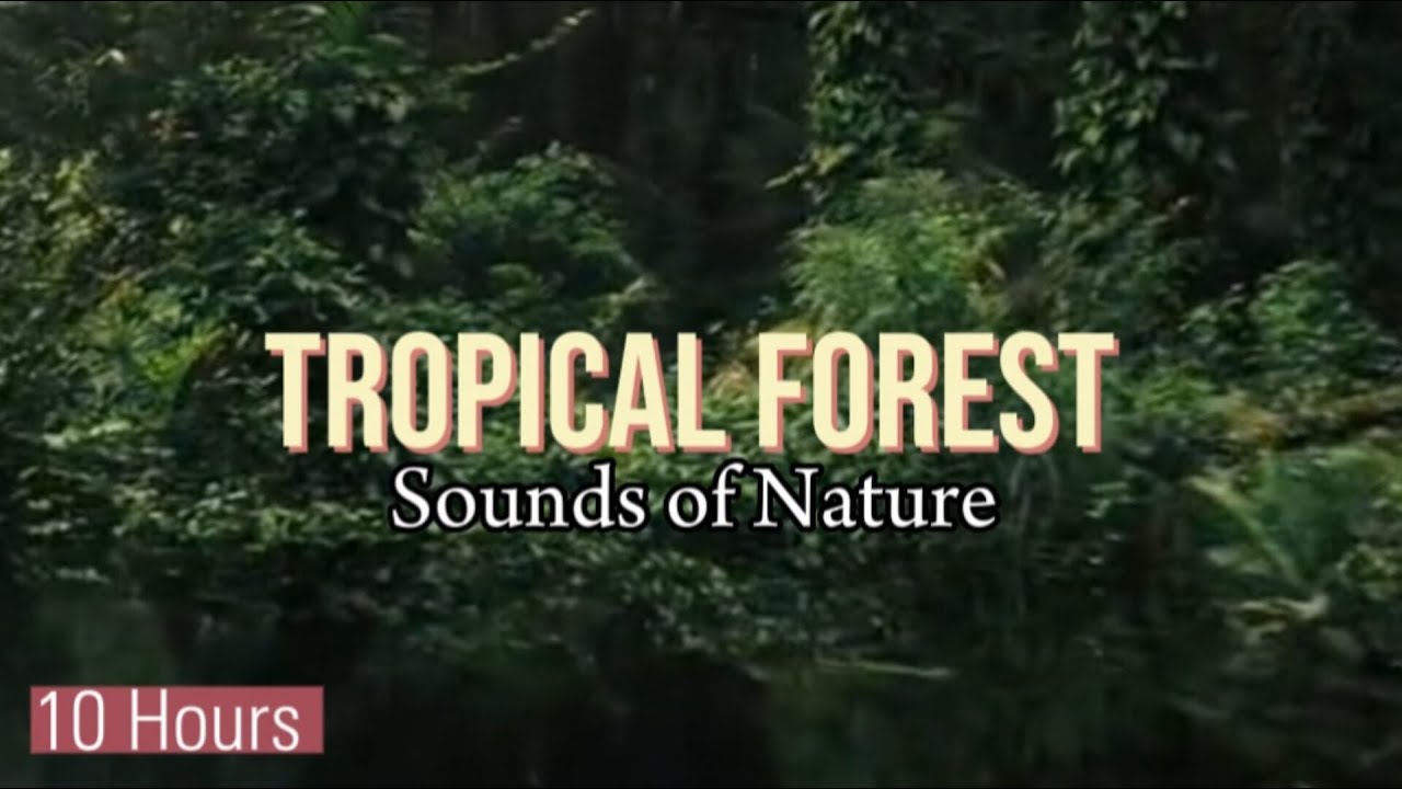 Tropical Forest Ambience Sounds with Exotic Birds 🦜Singing For ...