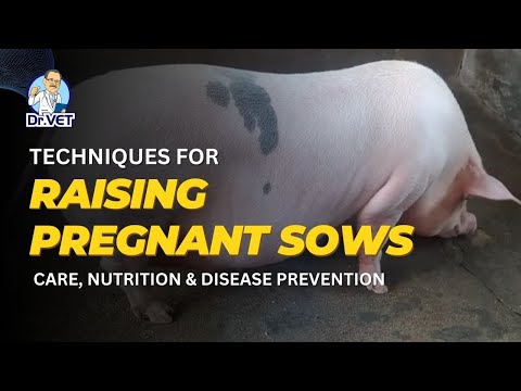 Techniques For Raising Pregnant Sows: Care, Nutrition & Disease Prevention | Dr.Vet