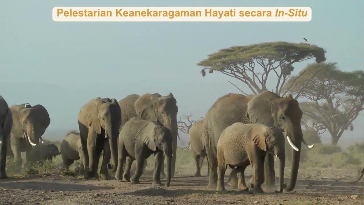 Pelestarian Keanekaragaman Hayati Secara In Situ Youtube