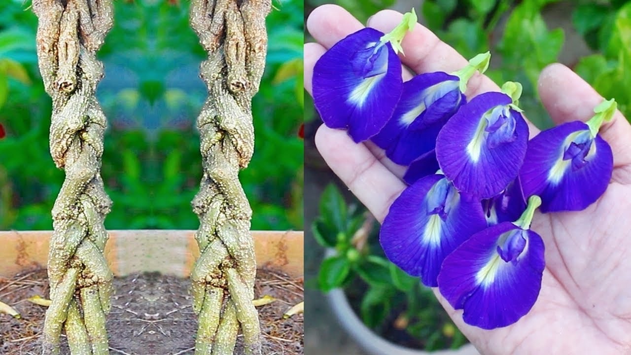 NEW: How To GROW BRAIDED Aprajita or Blue Pea Flower? - YouTube