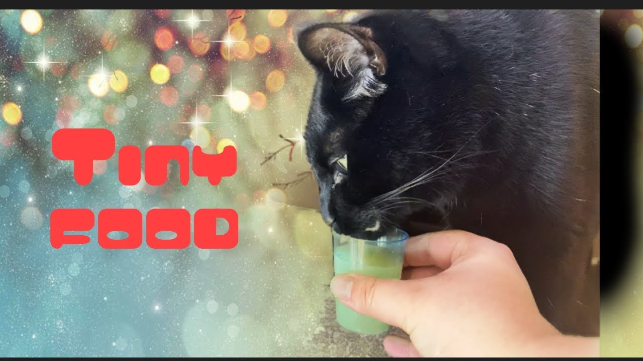 Making Tiny "Gourmet" Food For My Cat - YouTube
