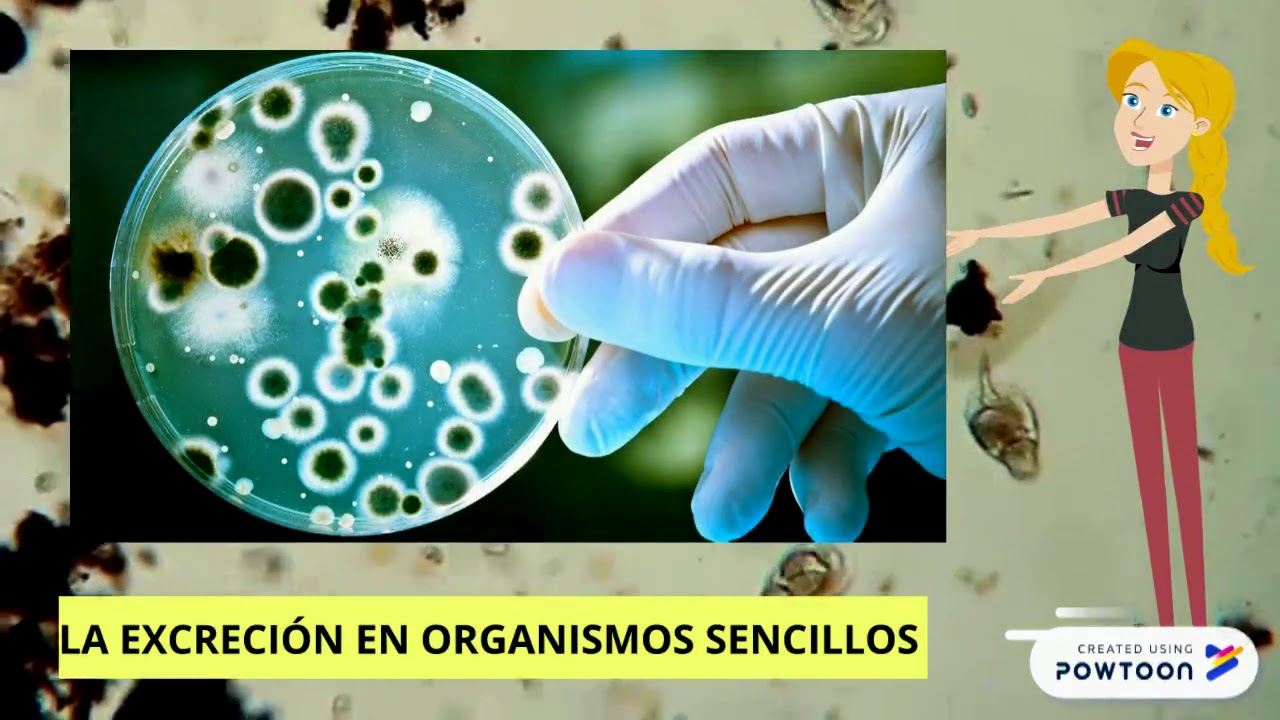 EXCRECIÓN EN LOS SERES VIVOS - YouTube