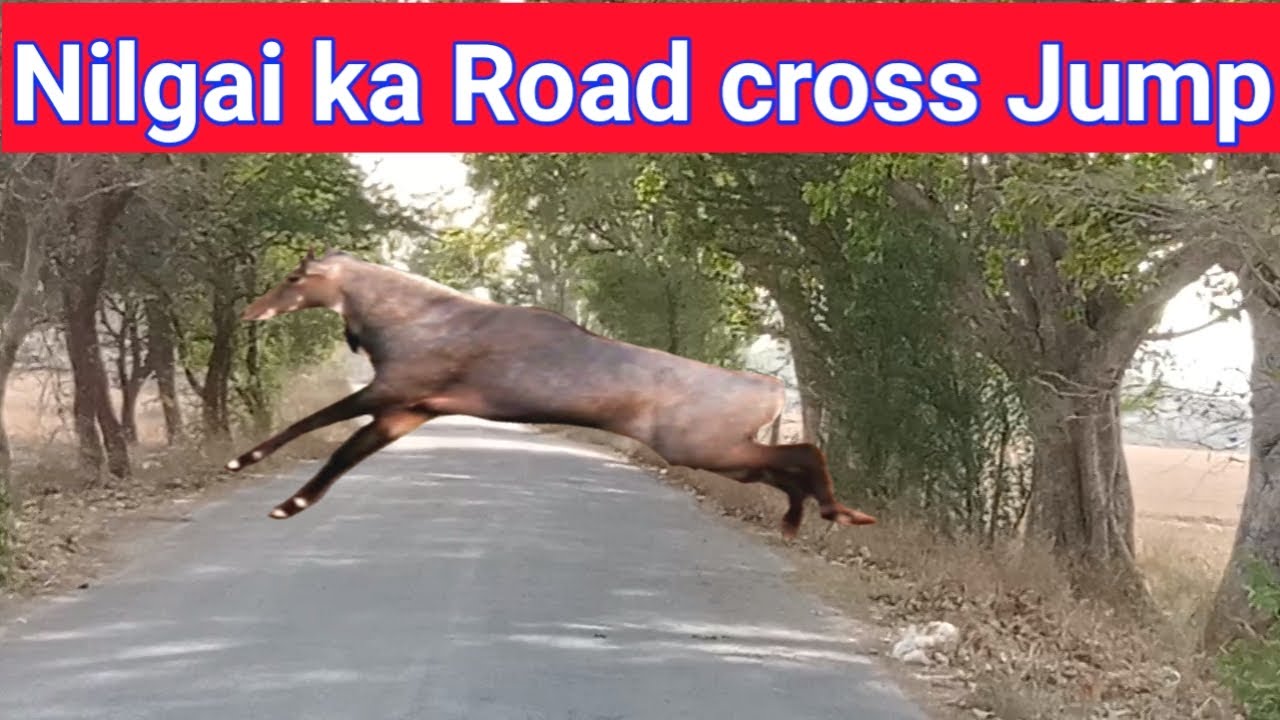 Long Jump of Nilgai How Long, #techearth_nilgai, - YouTube