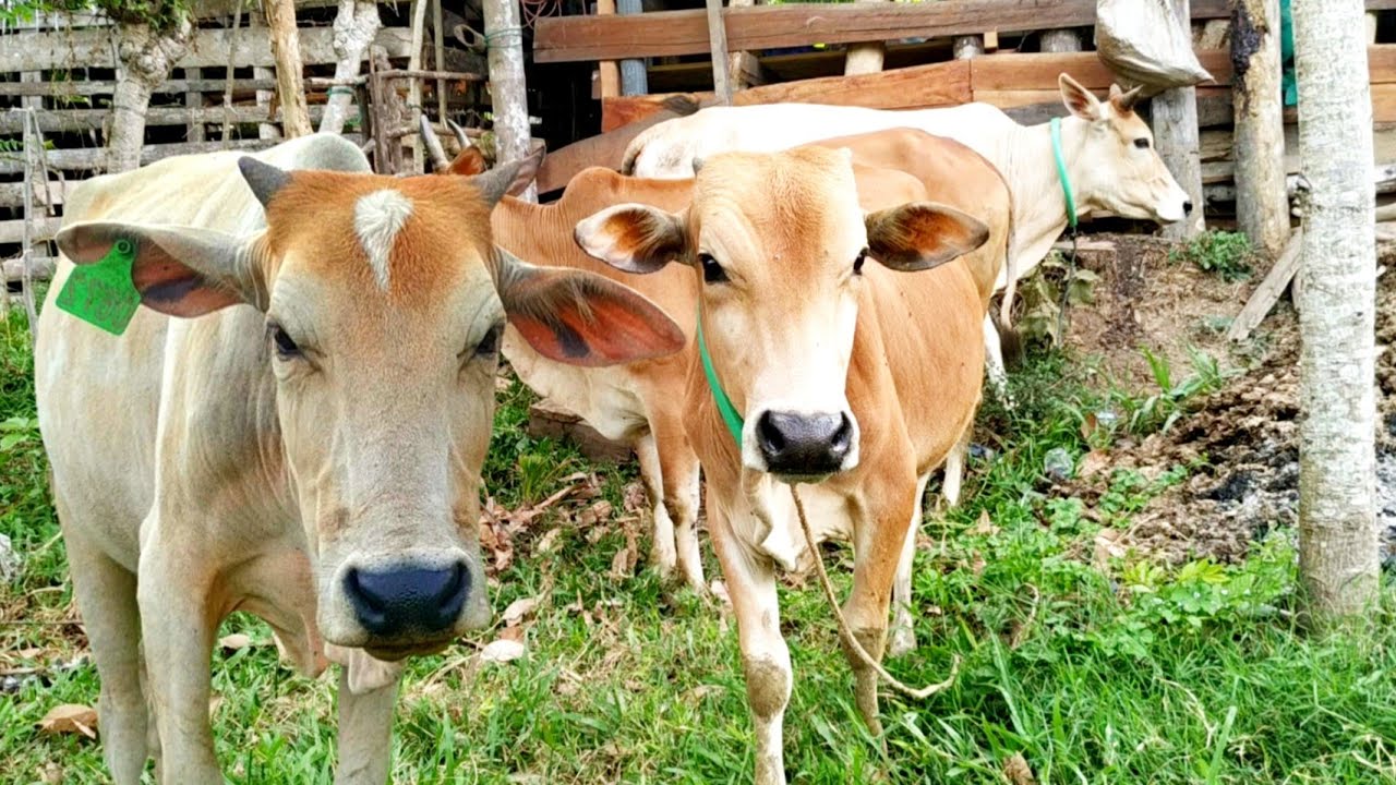 Cute and tame cows eat grass in village farm - Cow videos - Funny cows ...